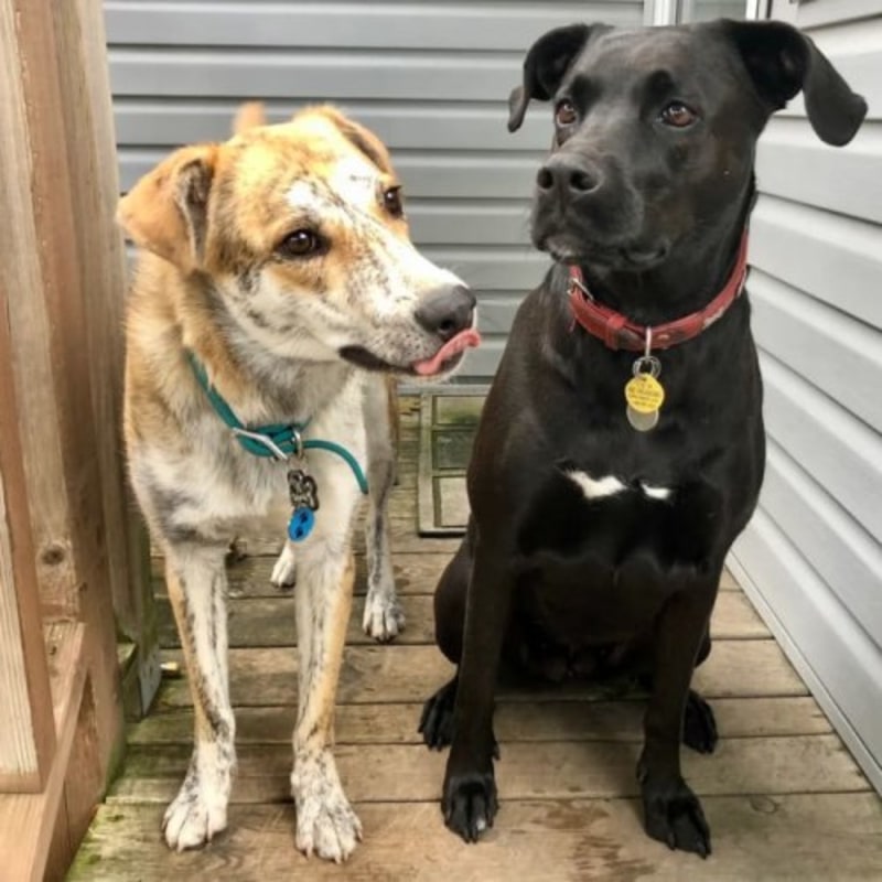 Michelle Murray | Journey Fosters Niagara